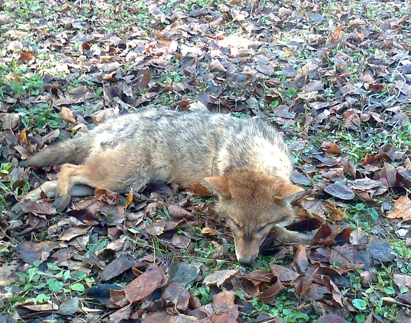 Odstreljen šakal na Pobedi